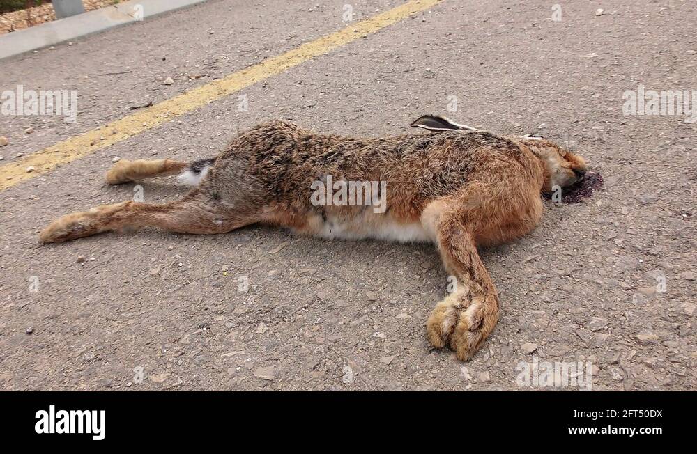 Dead rabbit on asphalt tarmac roadkill with ants and ticks Stock Video ...