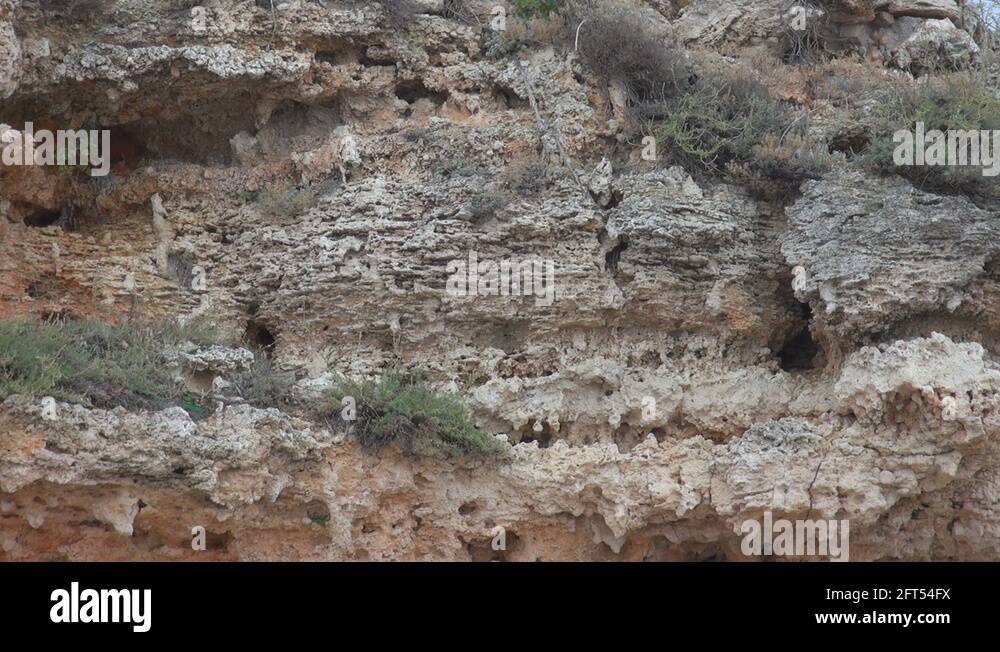 Habitat structure Stock Videos & Footage - HD and 4K Video Clips - Alamy