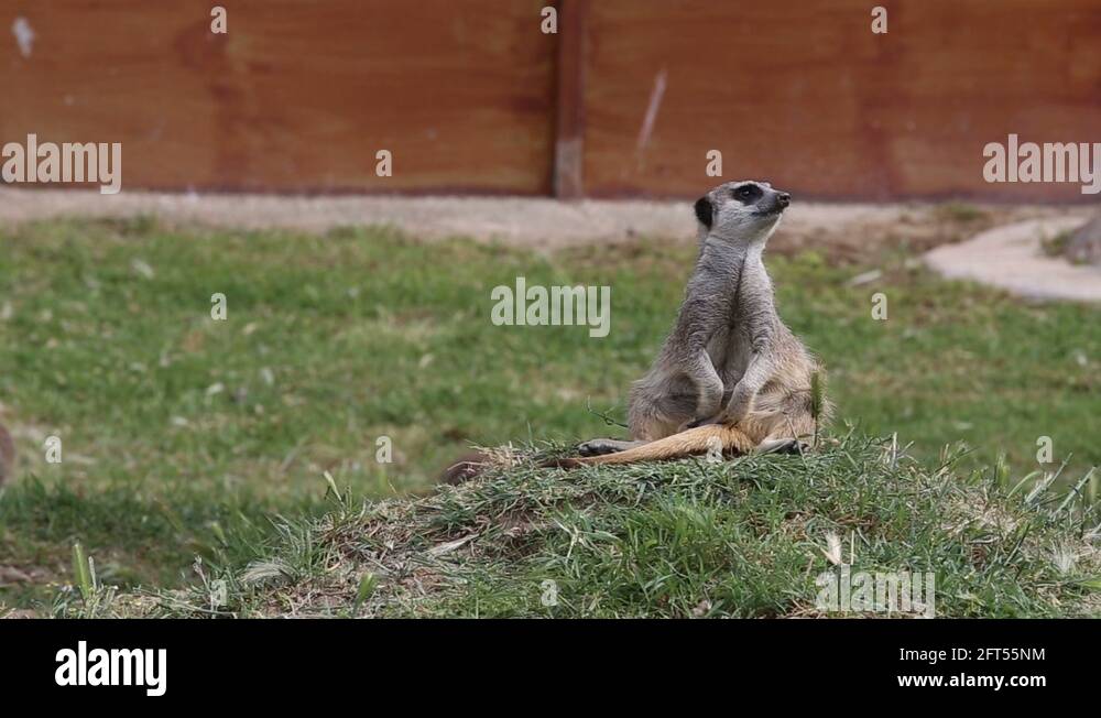Safari safety Stock Videos & Footage - HD and 4K Video Clips - Alamy