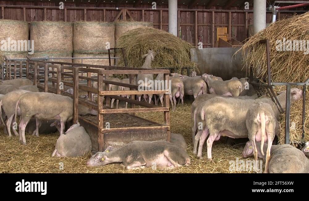 Welfare for animals Stock Videos & Footage - HD and 4K Video Clips - Alamy
