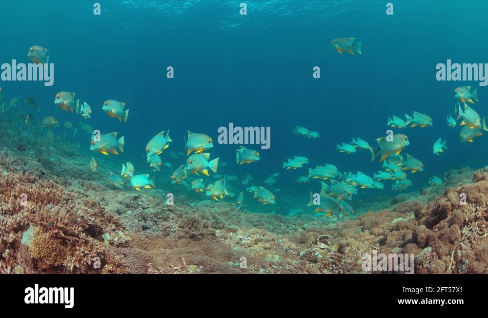 Sailfin and Blubberlip Snapper on a coral reef Stock Video Footage - Alamy