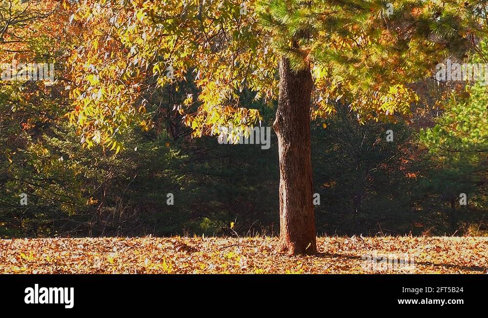 Pecan tree leaves Stock Videos & Footage - HD and 4K Video Clips - Alamy