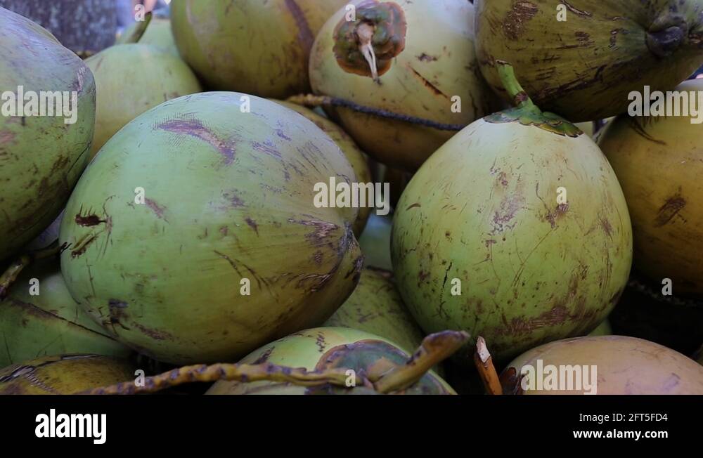 Coconuts plant Stock Videos & Footage - HD and 4K Video Clips - Alamy
