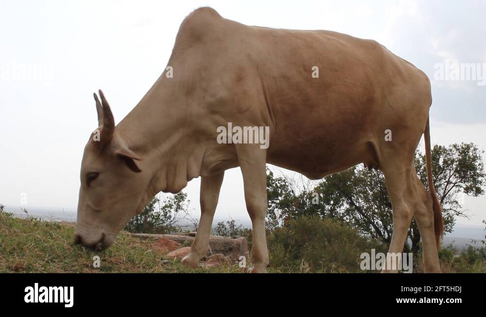 Brahma cow Stock Videos & Footage - HD and 4K Video Clips - Alamy