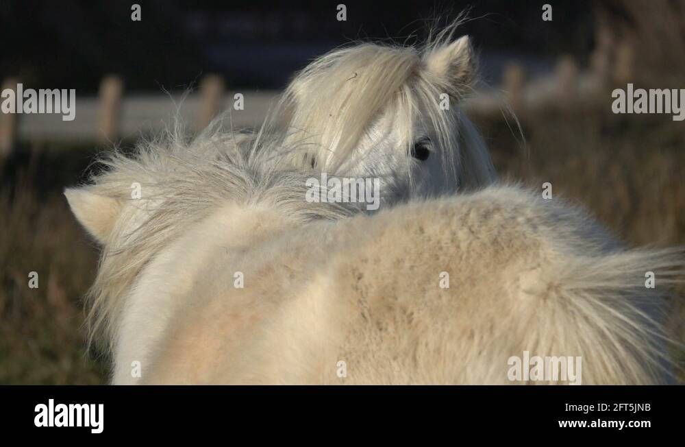 Cute little ponies Stock Videos & Footage - HD and 4K Video Clips - Alamy