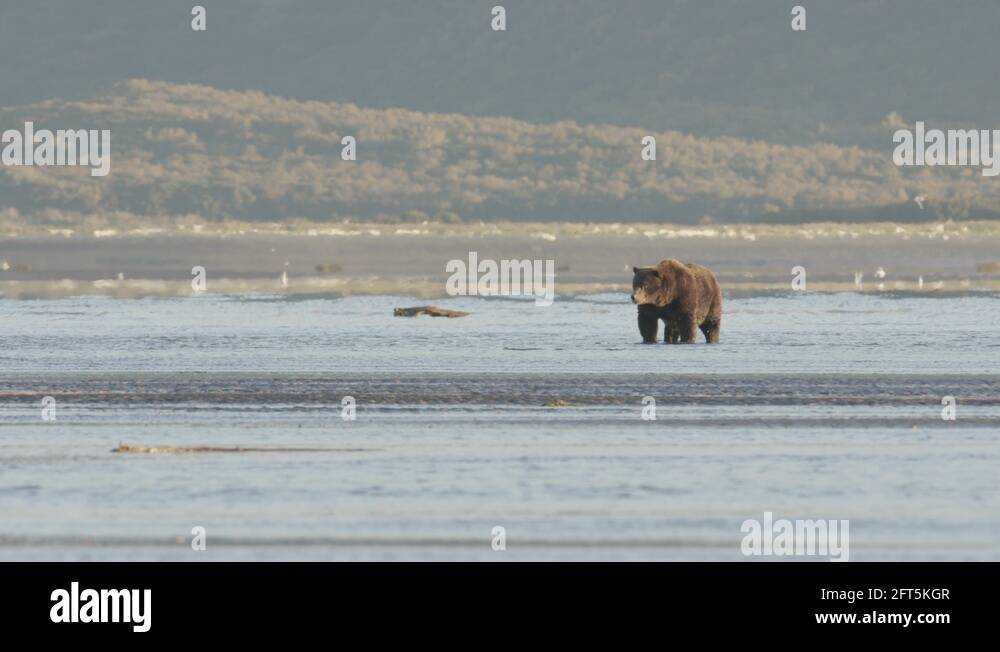 Heat rays Stock Videos & Footage - HD and 4K Video Clips - Alamy