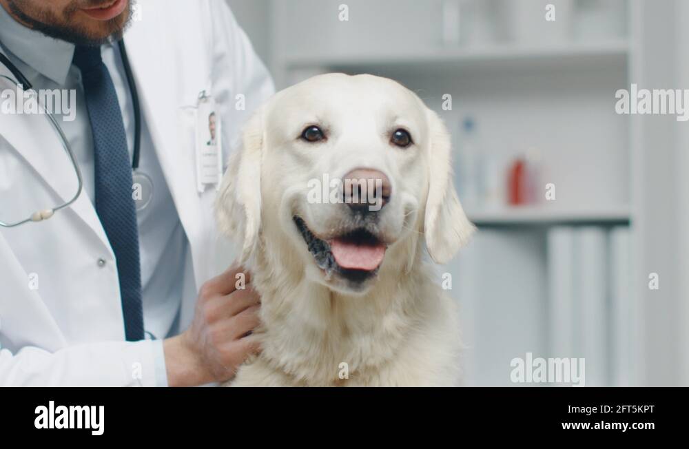 Hospital vet Stock Videos & Footage - HD and 4K Video Clips - Alamy