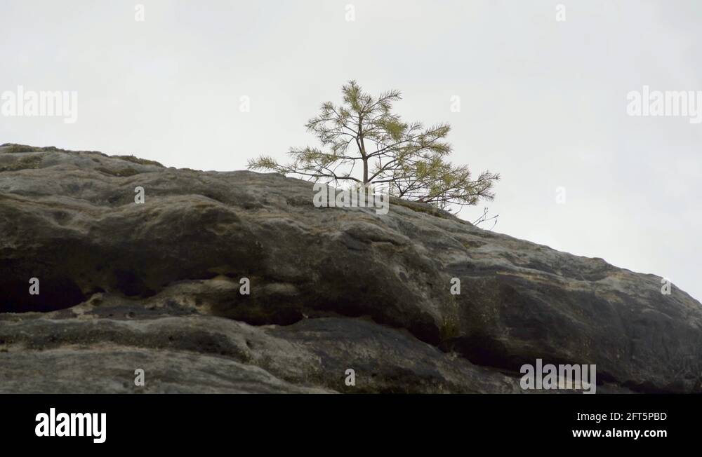 Lone pine needle trees Stock Videos & Footage - HD and 4K Video Clips ...