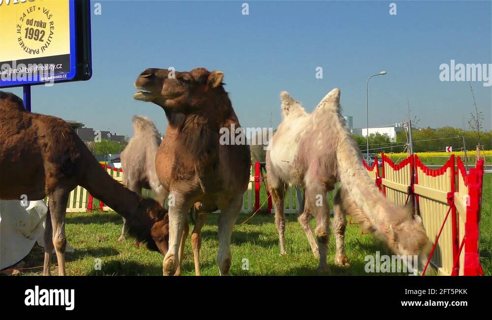 Traditional circus tent Stock Videos & Footage - HD and 4K Video Clips ...