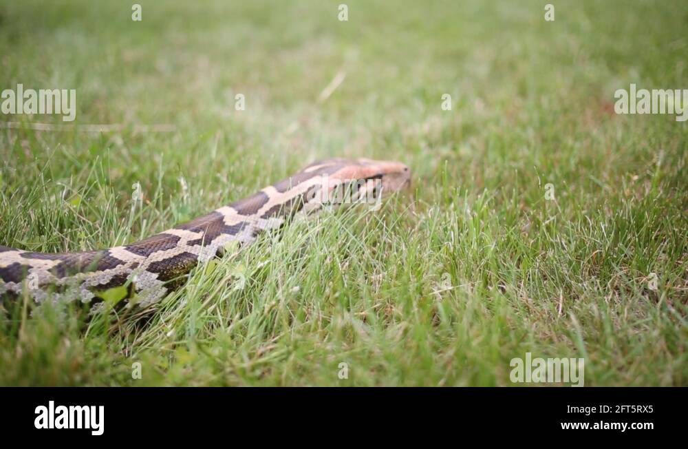 Short tail snake Stock Videos & Footage - HD and 4K Video Clips - Alamy