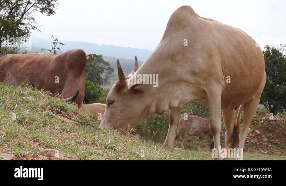 Brahma cattle Stock Videos & Footage - HD and 4K Video Clips - Alamy