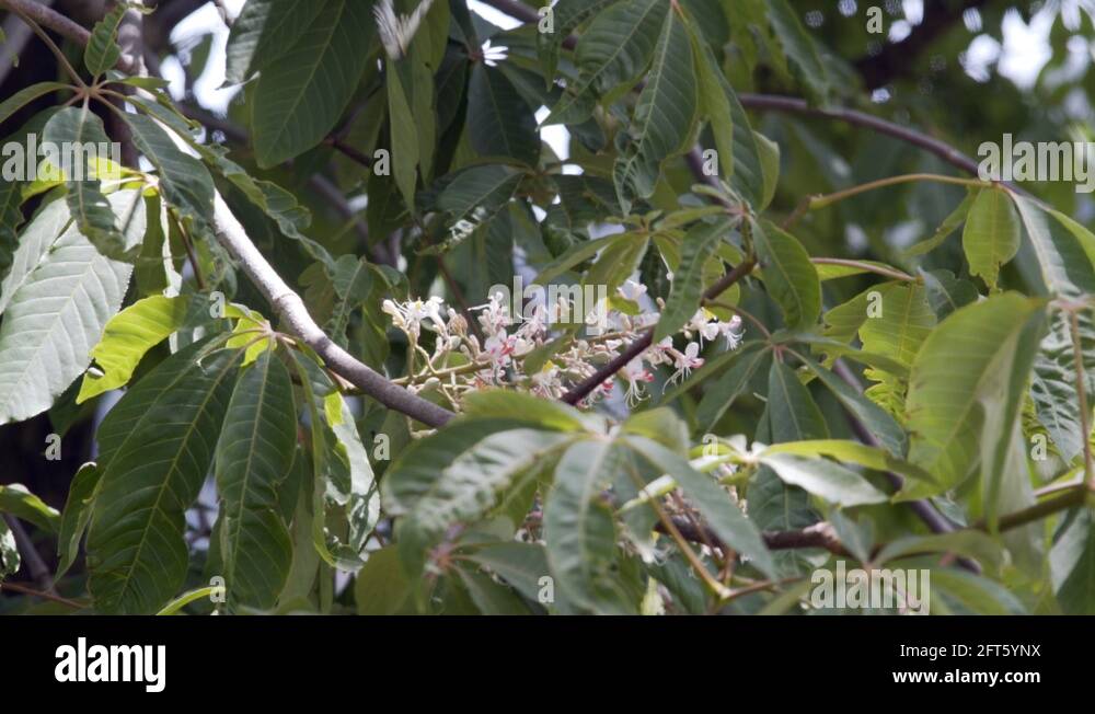 India mango tree Stock Videos & Footage - HD and 4K Video Clips - Alamy