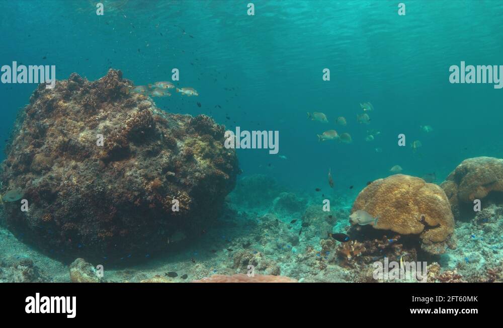 Unicornfishes and Blubberlip Snapper on a coral reef Stock Video ...