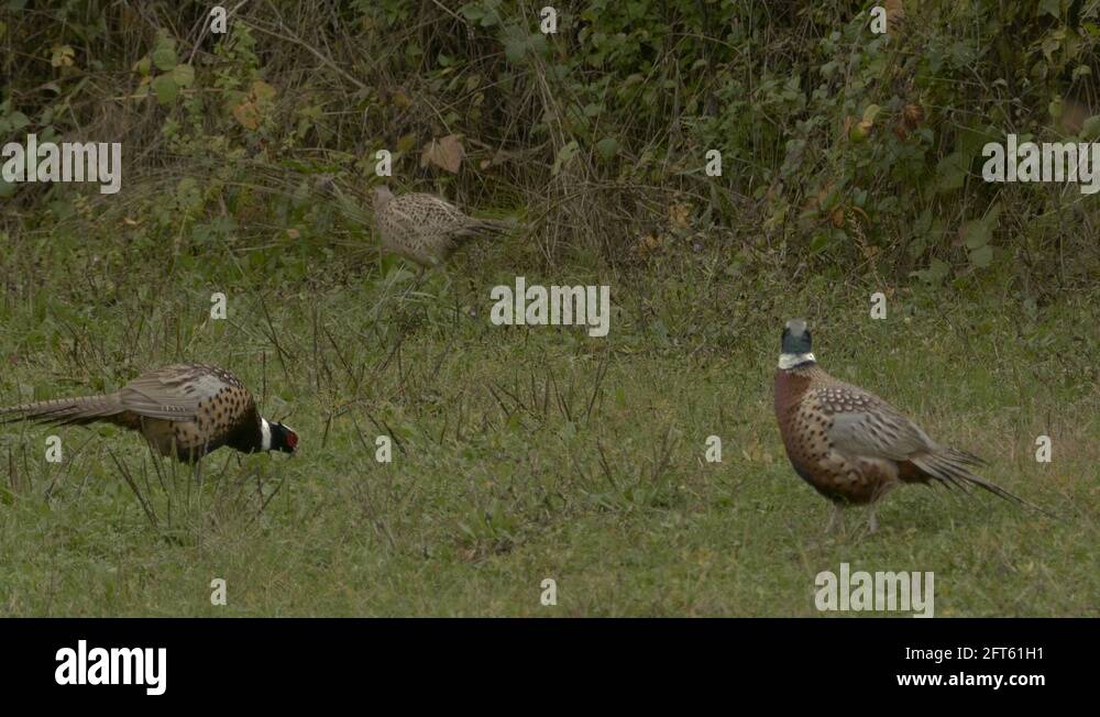 Pheasants tail grass Stock Videos & Footage - HD and 4K Video Clips - Alamy