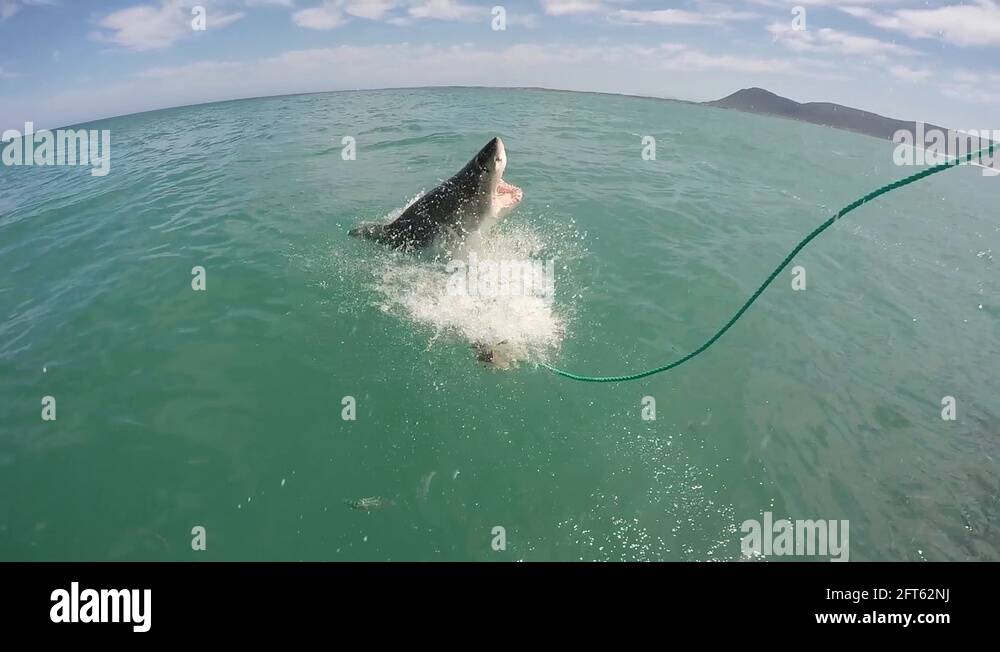 Shark out of water Stock Videos & Footage - HD and 4K Video Clips - Alamy