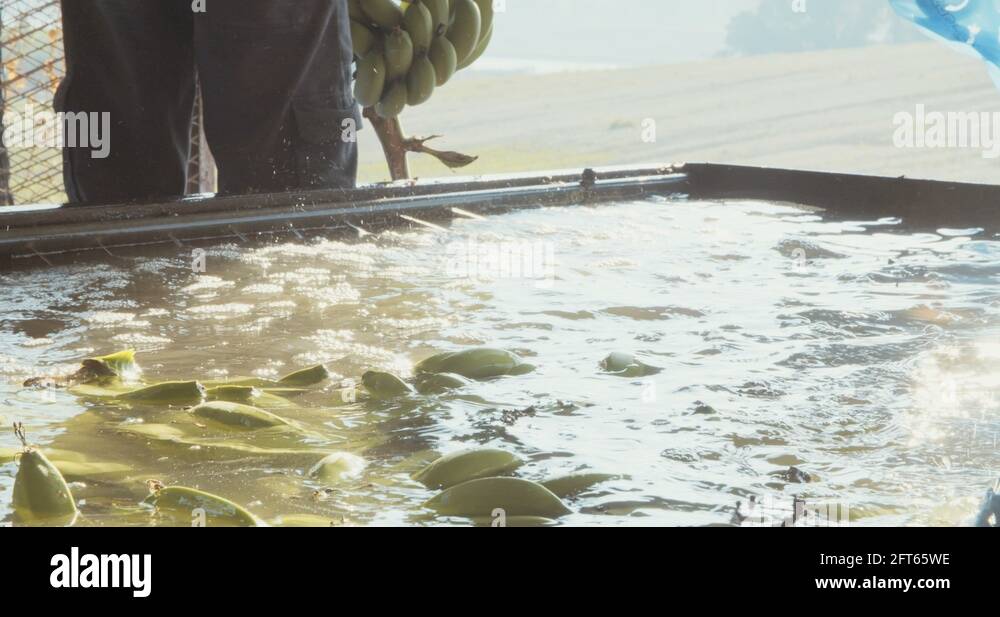 Throwing bananas Stock Videos & Footage - HD and 4K Video Clips - Alamy