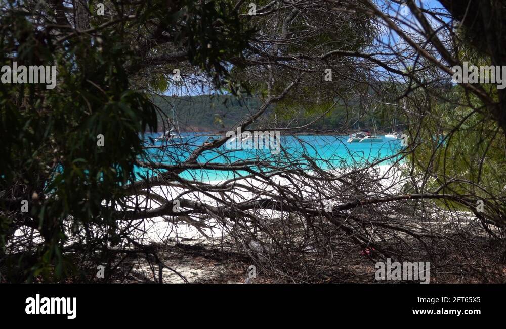 Landscape plants tree Stock Videos & Footage - HD and 4K Video Clips ...