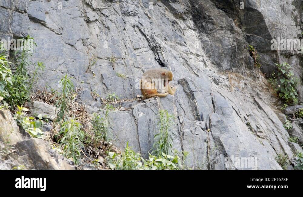 Monkey rishikesh Stock Videos & Footage - HD and 4K Video Clips - Alamy