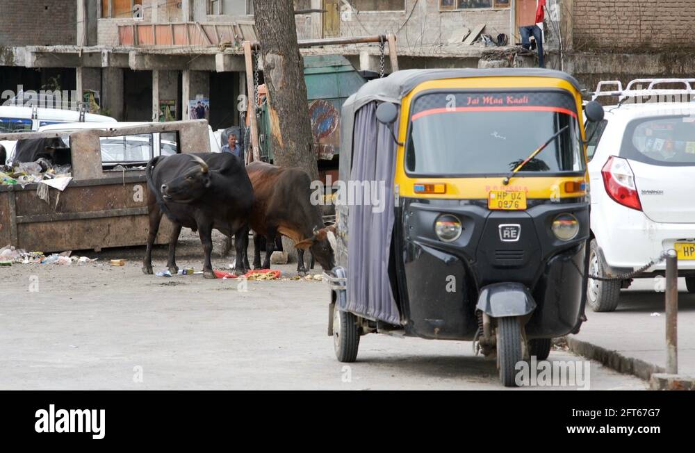Tuktuk rickshaw, cows eat garbage from dumpster, Mcleod Ganj, India ...