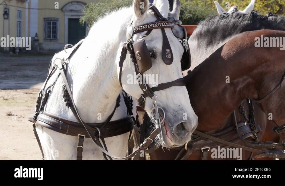 horse pulling a carriage 4k Stock Video Footage - Alamy