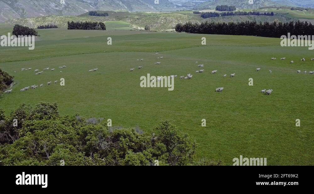 New zealand farming farm Stock Videos & Footage - HD and 4K Video Clips ...