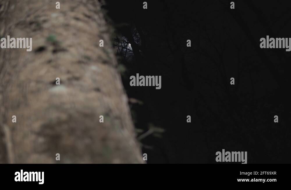 Atmospheric wildlife Stock Videos & Footage - HD and 4K Video Clips - Alamy