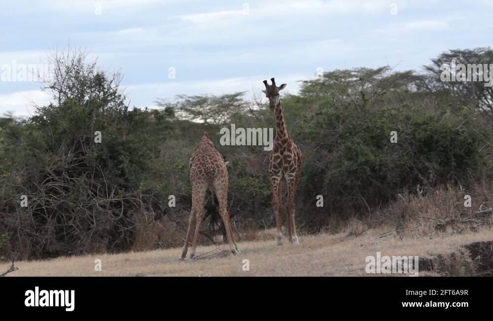 Necking Stock Videos & Footage - HD and 4K Video Clips - Alamy