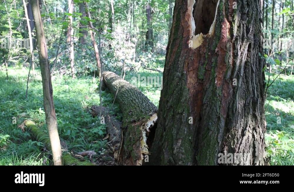 Lower trunk Stock Videos & Footage - HD and 4K Video Clips - Alamy