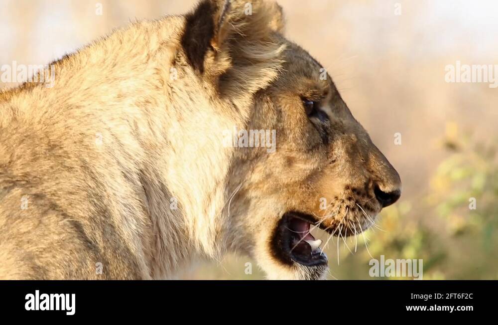 Alert animal lion Stock Videos & Footage - HD and 4K Video Clips - Alamy