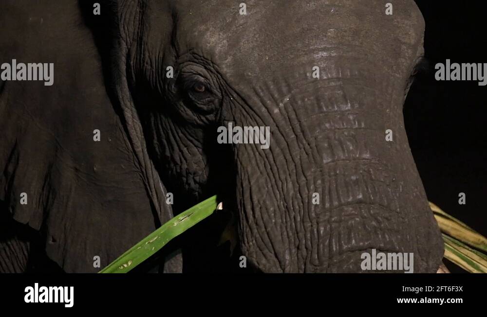 Chewing leaf Stock Videos & Footage - HD and 4K Video Clips - Alamy