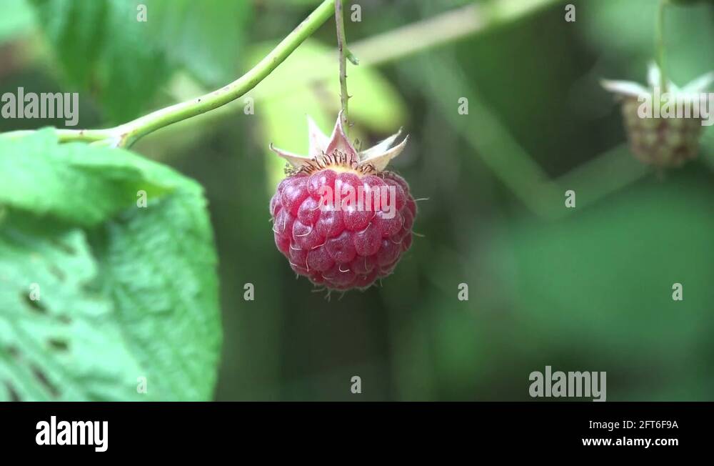 5 8 cm in diameter Stock Videos & Footage - HD and 4K Video Clips - Alamy