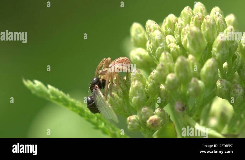 Carpenter spider Stock Videos & Footage - HD and 4K Video Clips - Alamy