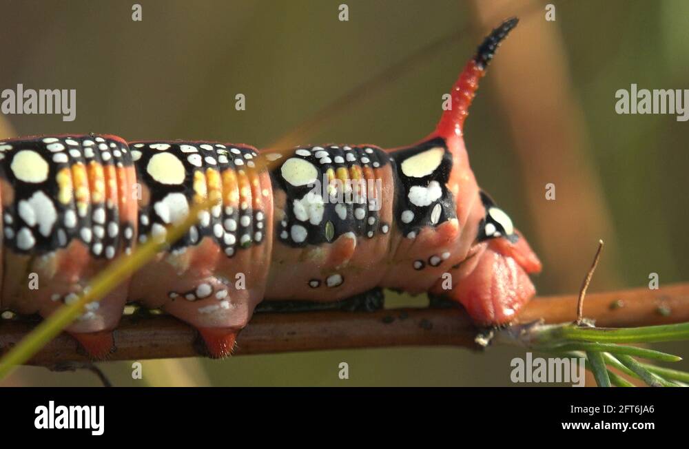 Larva caterpillar Hyles euphorbiae spurge hawk-moth of family ...