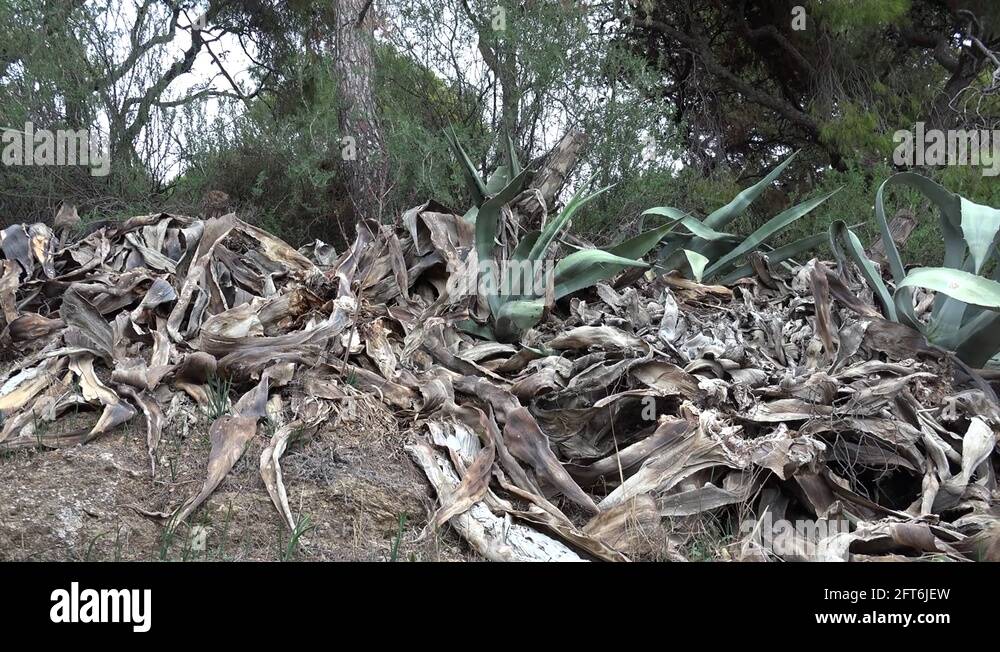 Cactus plant at forest nature Stock Videos & Footage - HD and 4K Video ...