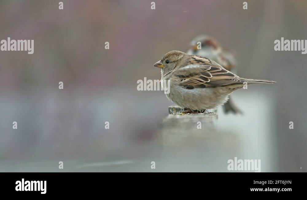 Blurred birds Stock Videos & Footage - HD and 4K Video Clips - Alamy