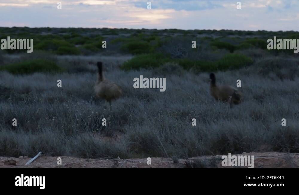 Emu running Stock Videos & Footage - HD and 4K Video Clips - Alamy