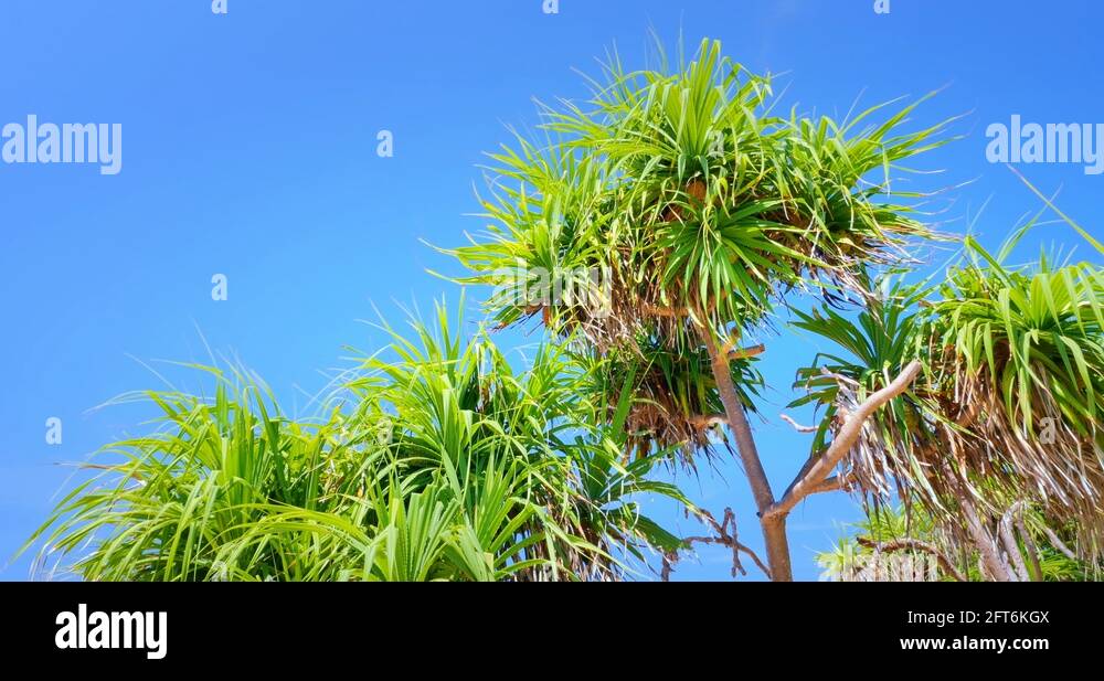 Pandanus screw pine leaves leaf Stock Videos & Footage - HD and 4K ...