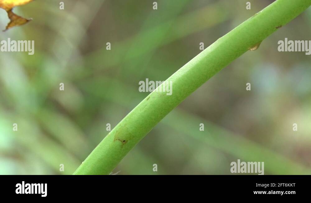 Amazon rainforest plant Stock Videos & Footage - HD and 4K Video Clips ...