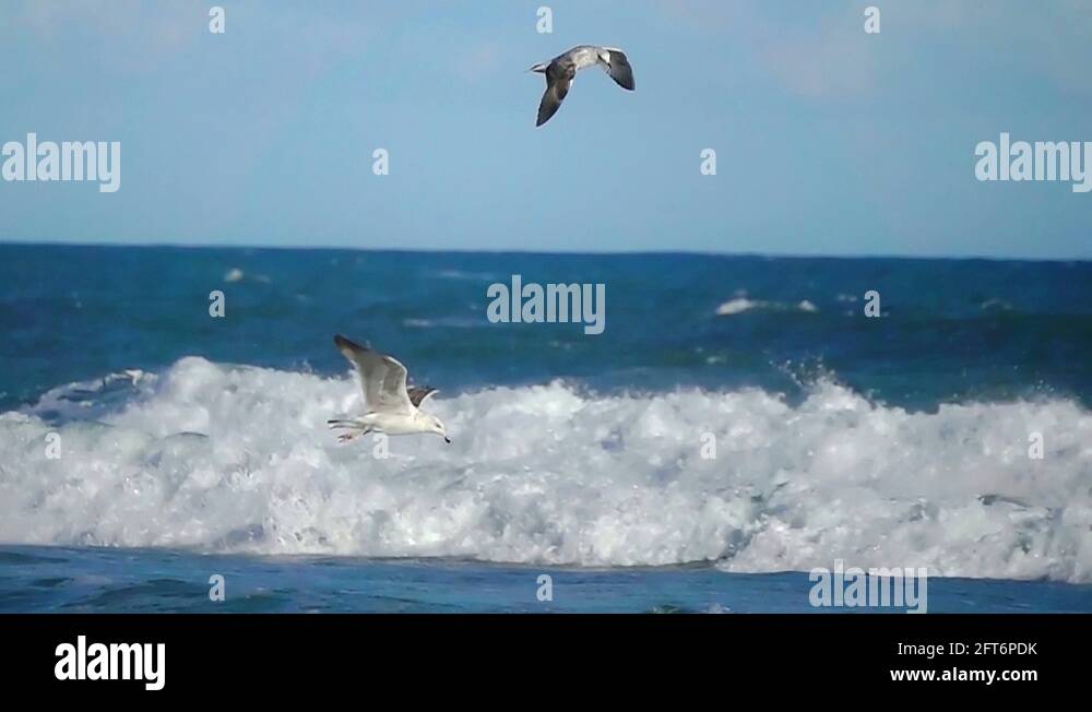 Ocean sea bird Stock Videos & Footage - HD and 4K Video Clips - Alamy