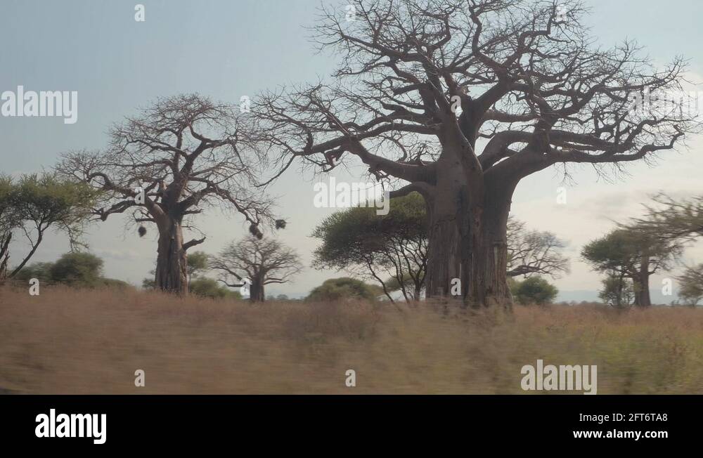 Scenic landscape african trees Stock Videos & Footage - HD and 4K Video ...
