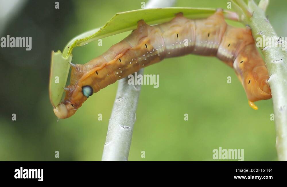 Caterpillar leaf worm Stock Videos & Footage - HD and 4K Video Clips ...