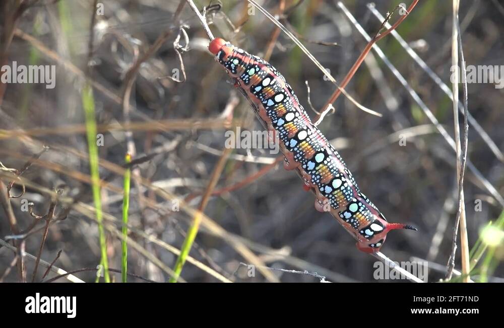 Larva caterpillar Hyles euphorbiae spurge hawk-moth of family ...