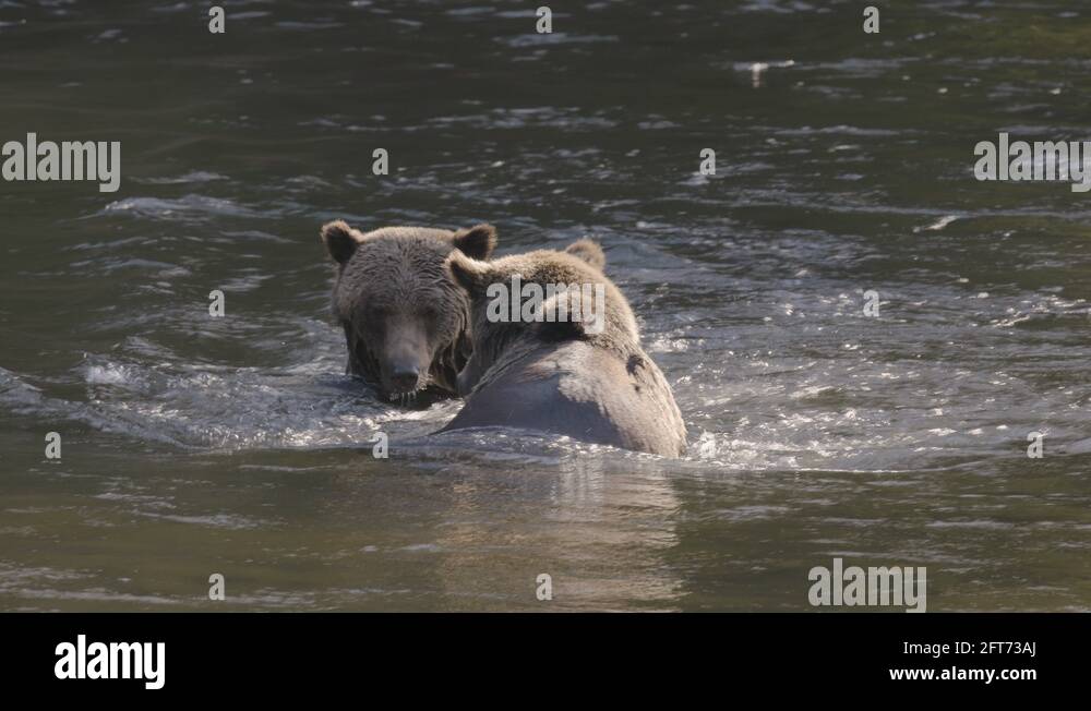 Canada grizzly bear fight Stock Videos & Footage - HD and 4K Video ...