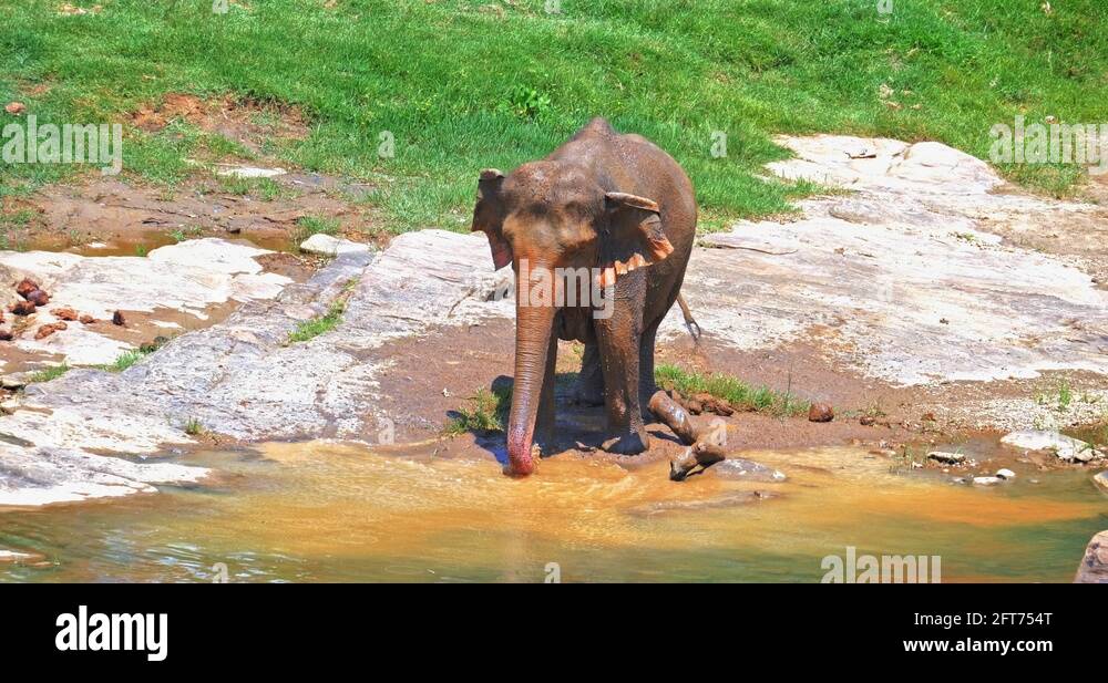 Elephant washing itself Stock Videos & Footage - HD and 4K Video Clips ...