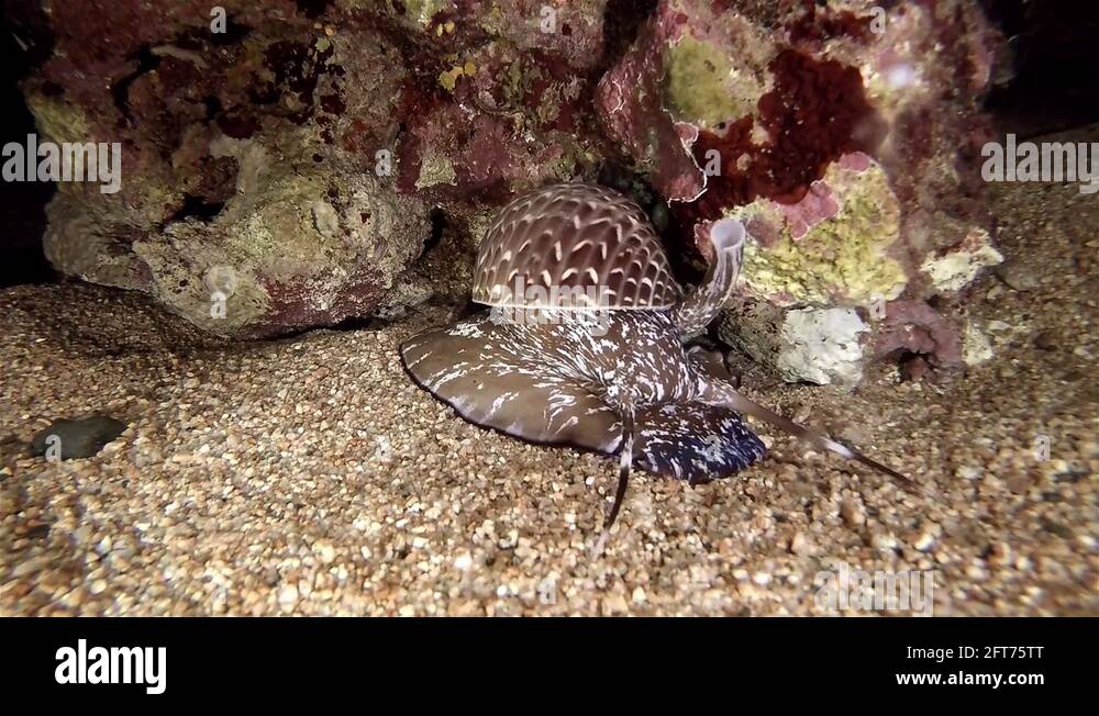 Predator snail Stock Videos & Footage - HD and 4K Video Clips - Alamy
