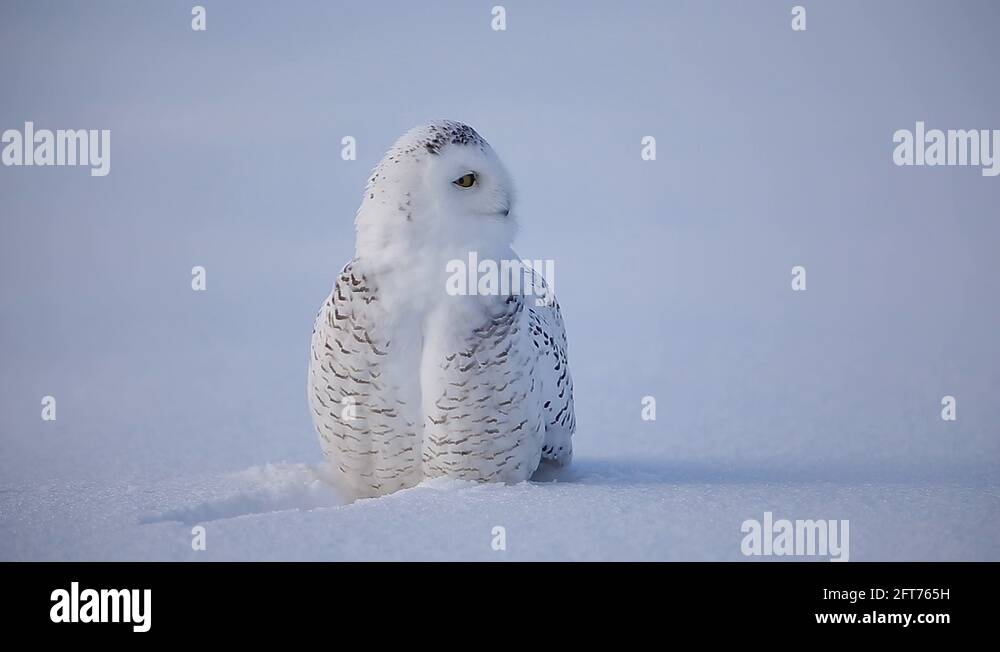 Raptor eyes Stock Videos & Footage - HD and 4K Video Clips - Alamy
