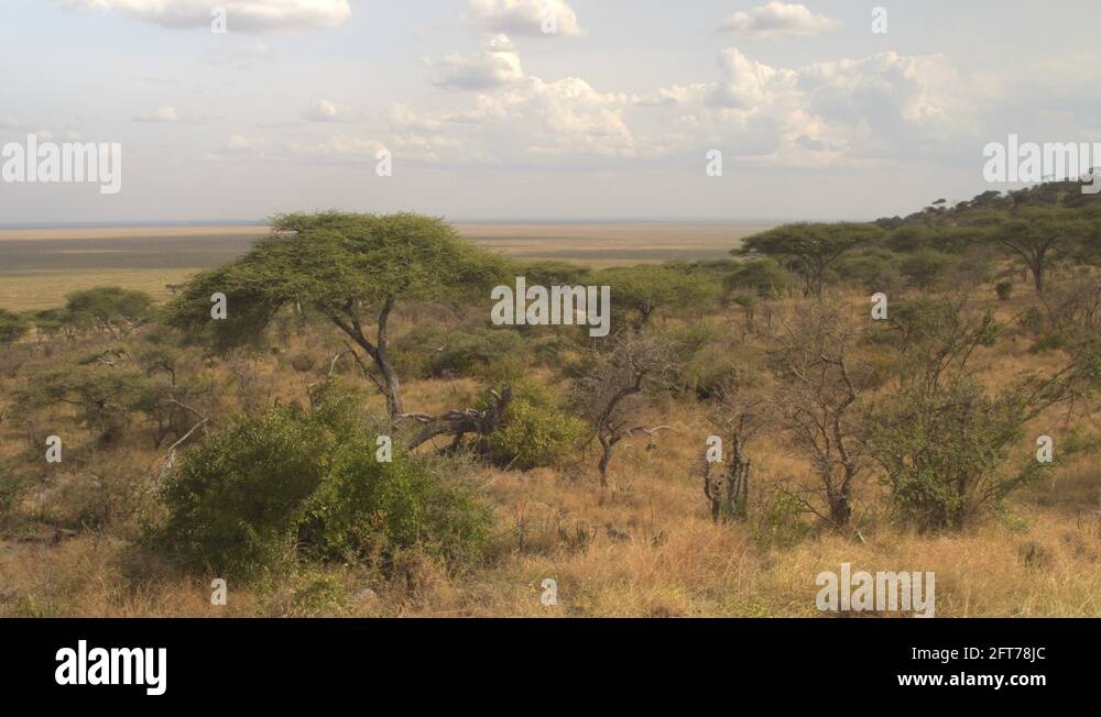 Veld scenery Stock Videos & Footage - HD and 4K Video Clips - Alamy