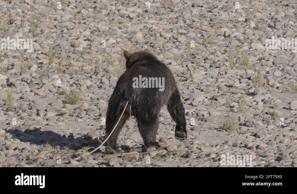 Walking worm Stock Videos & Footage - HD and 4K Video Clips - Alamy