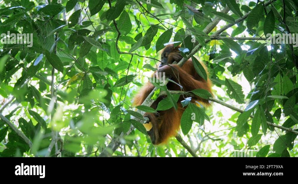 Canopy animal Stock Videos & Footage - HD and 4K Video Clips - Alamy