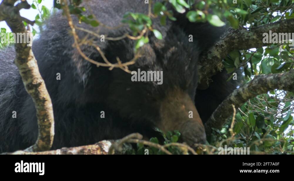 Bear on the tree Stock Videos & Footage - HD and 4K Video Clips - Alamy